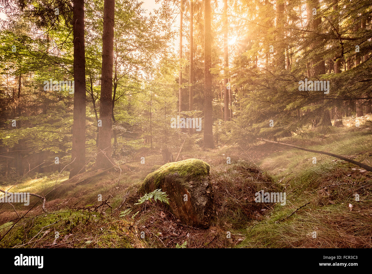 Beautiful sunrise in summer pine hi-res stock photography and images ...