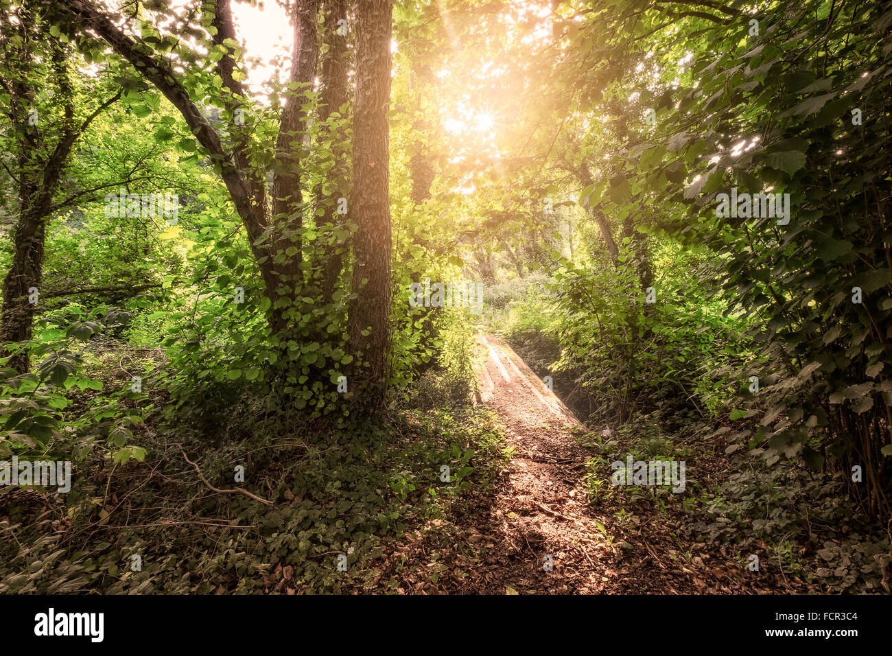 Sunlit path hi-res stock photography and images - Alamy