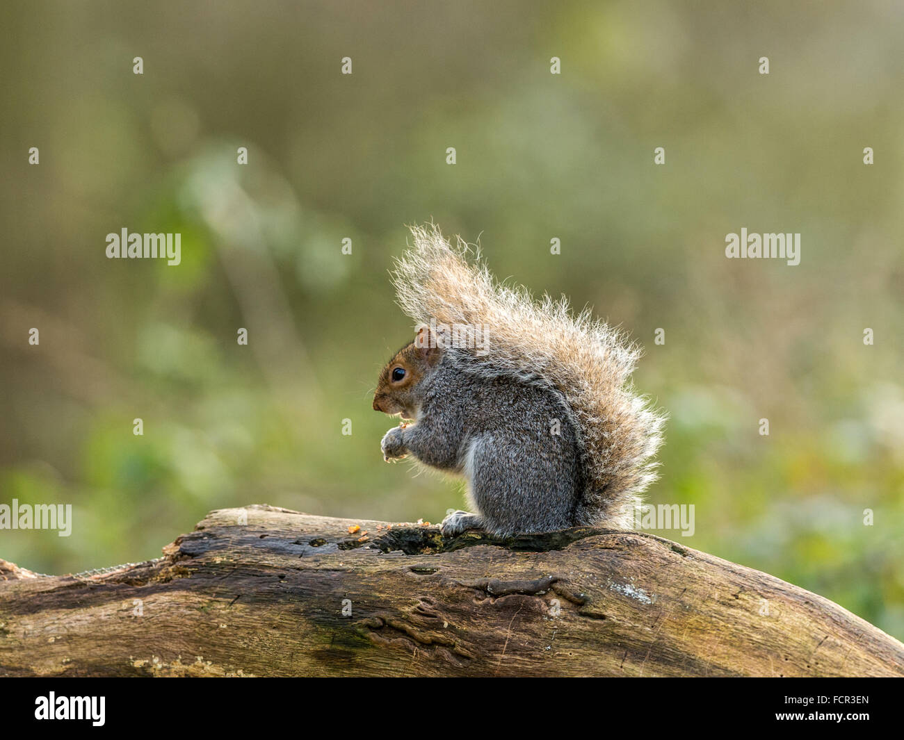 Animal in log hi-res stock photography and images - Alamy