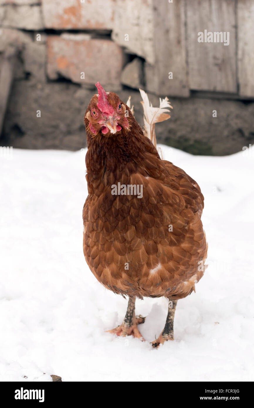 Funny poultry hi-res stock photography and images - Alamy