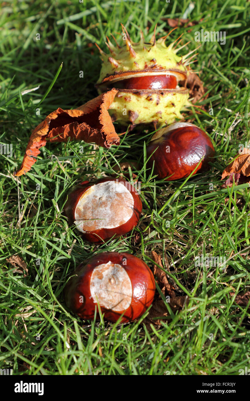 Autumn conkers hi-res stock photography and images - Alamy
