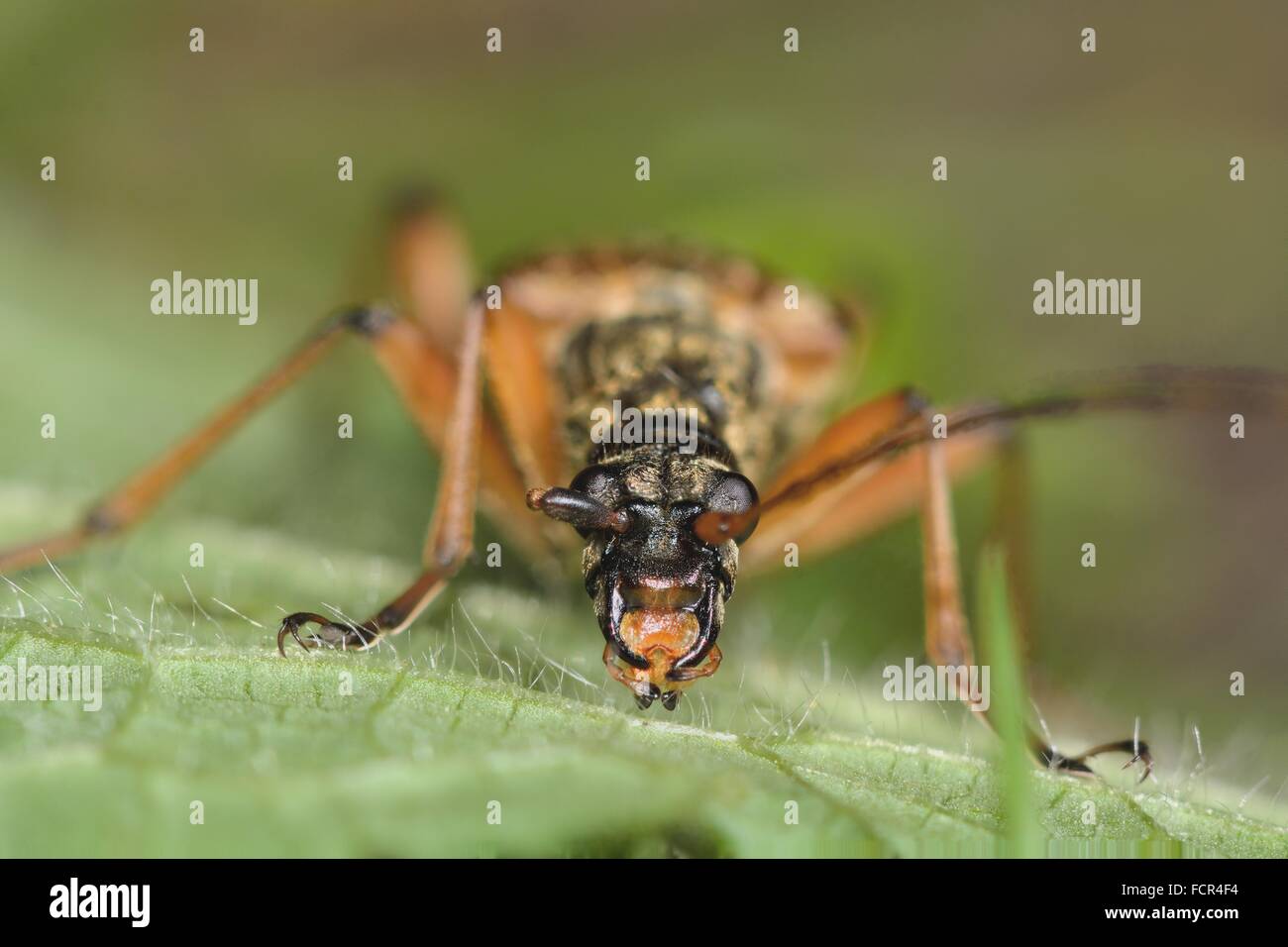 Stenocorus meridianus longhorn beetle. Focus stack of a large beetle ...