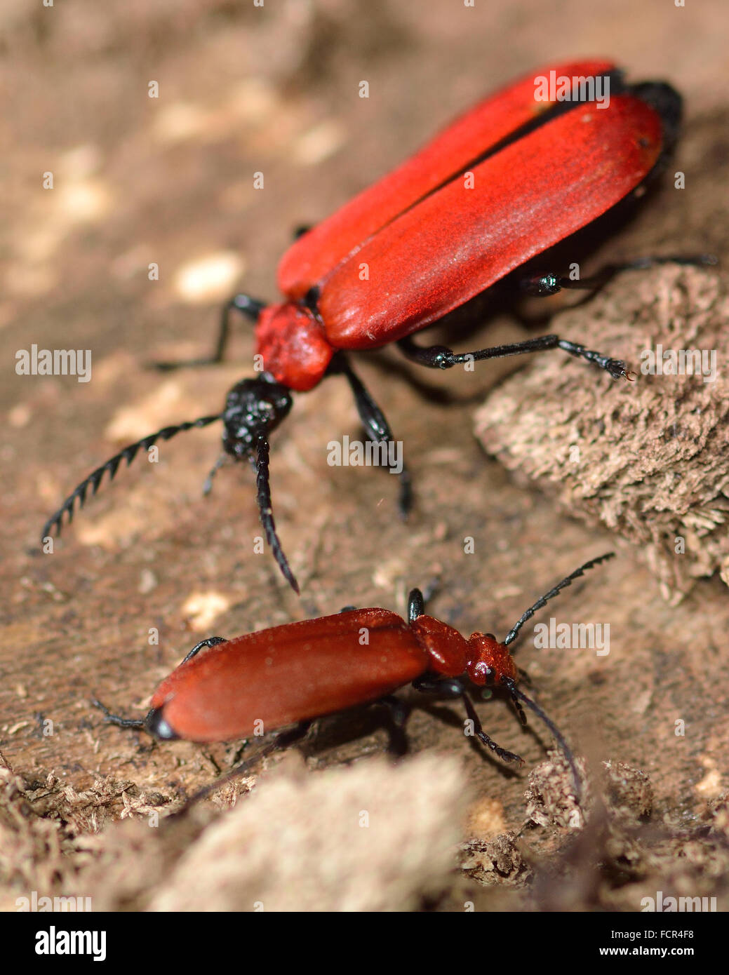 Cardinal beetles (Pyrochroa serraticornis and Pyrochroa coccinea). The ...