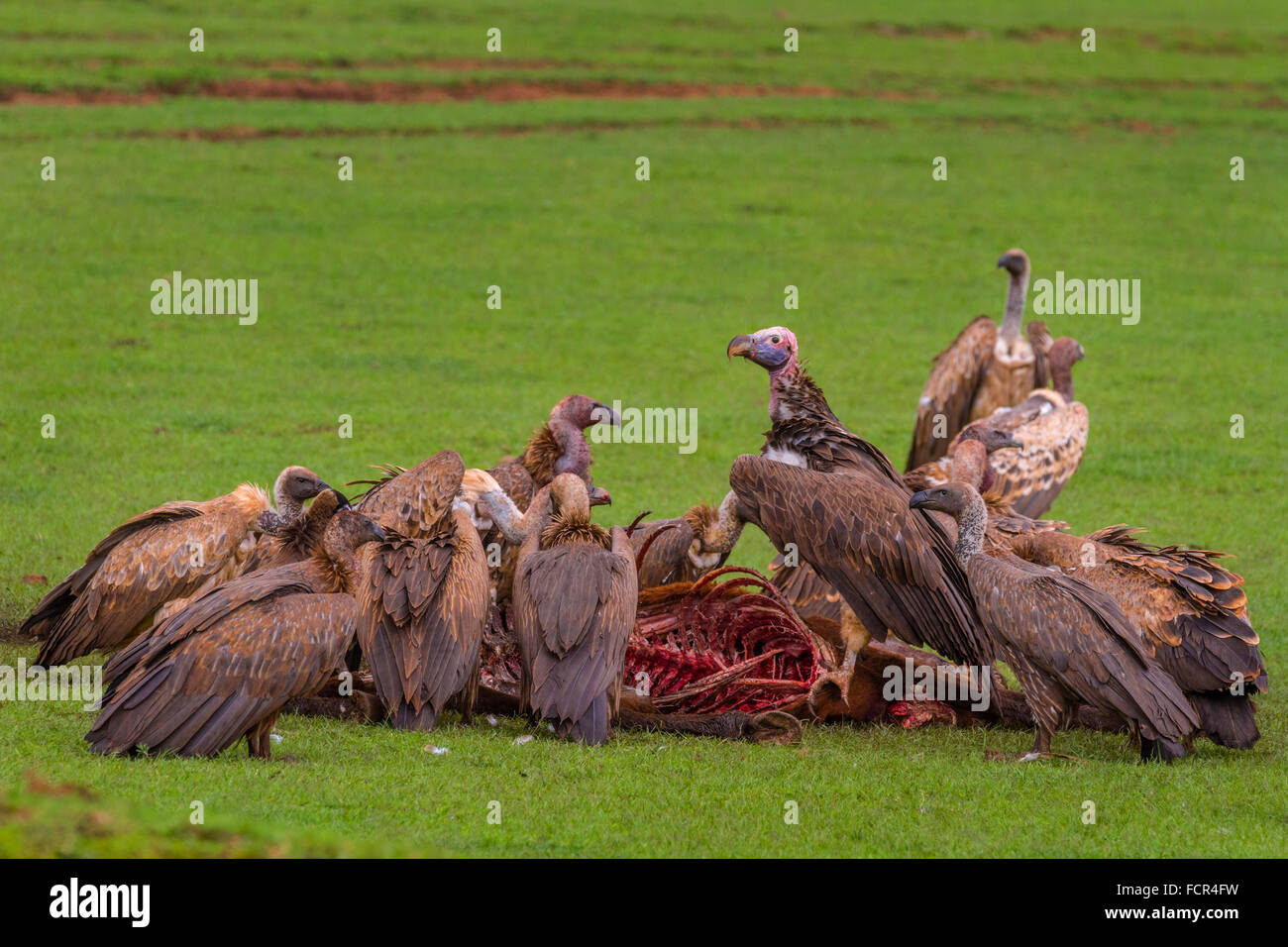 A carcass surrounded by vultures, Ethiopia Stock Photo - Alamy