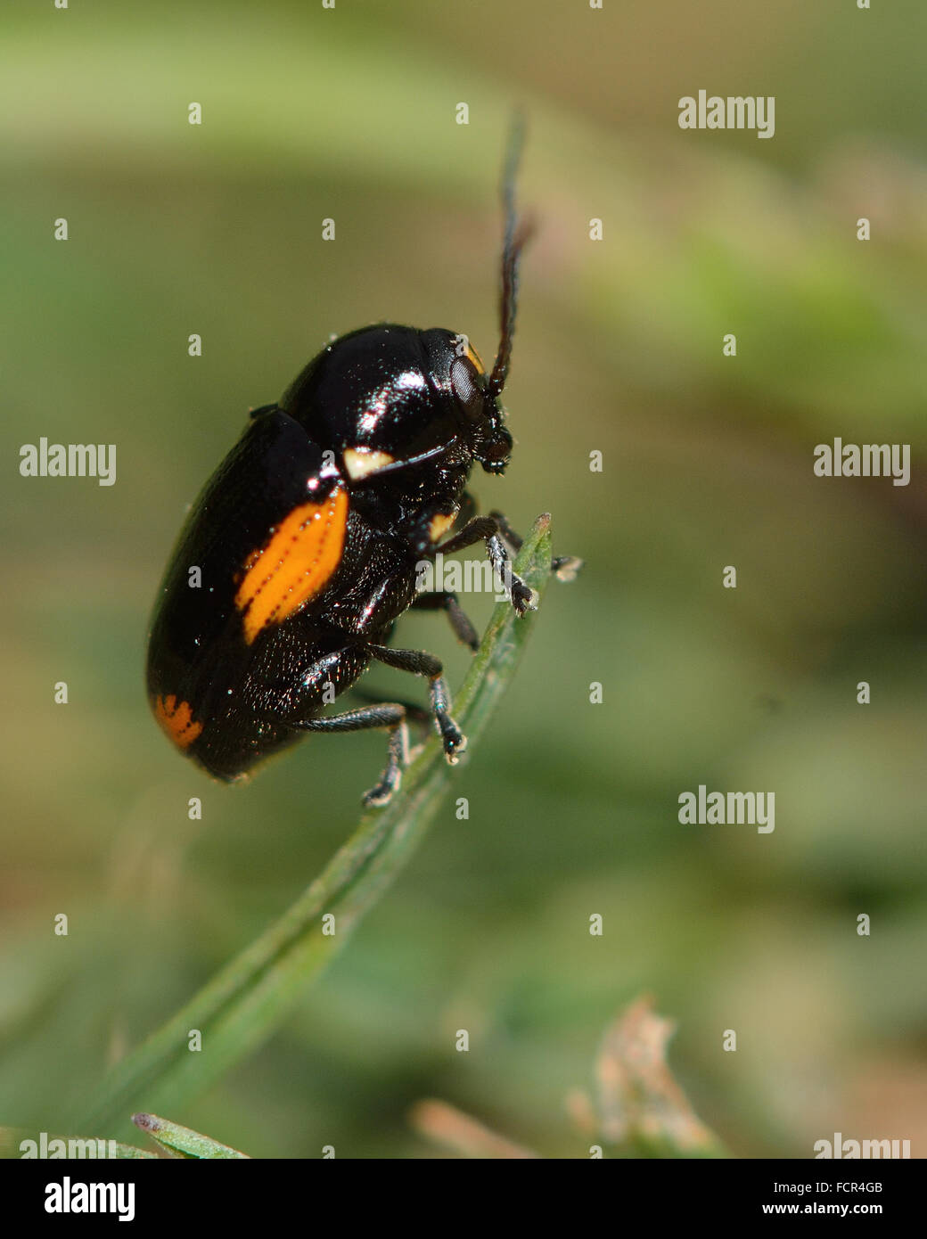 Black beetle with orange hi-res stock photography and images - Alamy