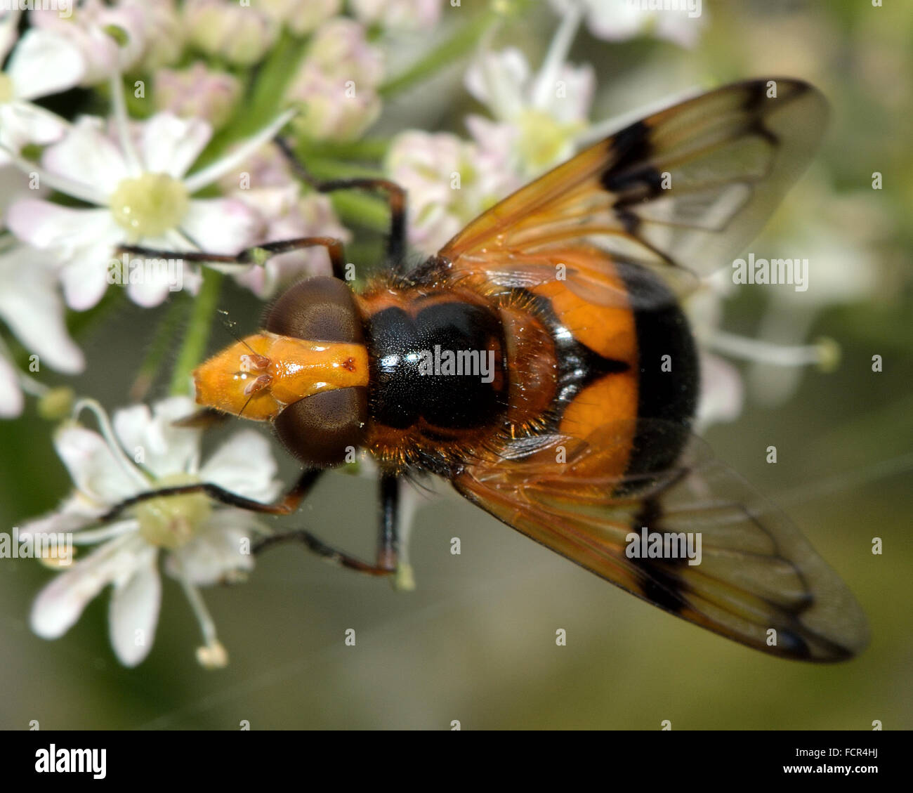 Volucella inflata hoverfly. A large hoverfly in the family Syrphidae ...