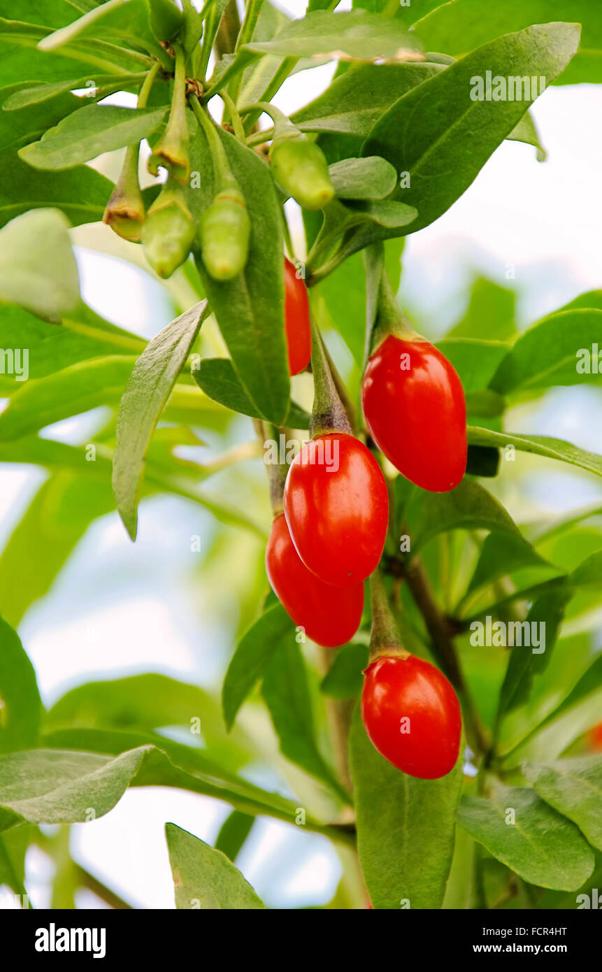 Wellnesspflanze hi-res stock photography and images - Alamy