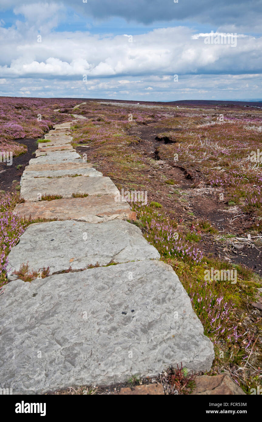Path leading through the pink heather on the peaty derwent moors, seen ...