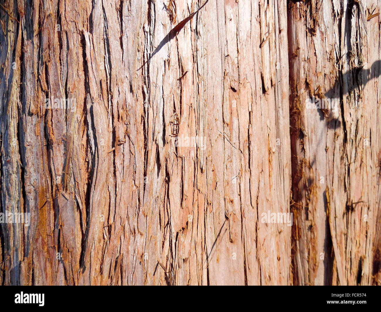 Tree trunk texture Stock Photo - Alamy