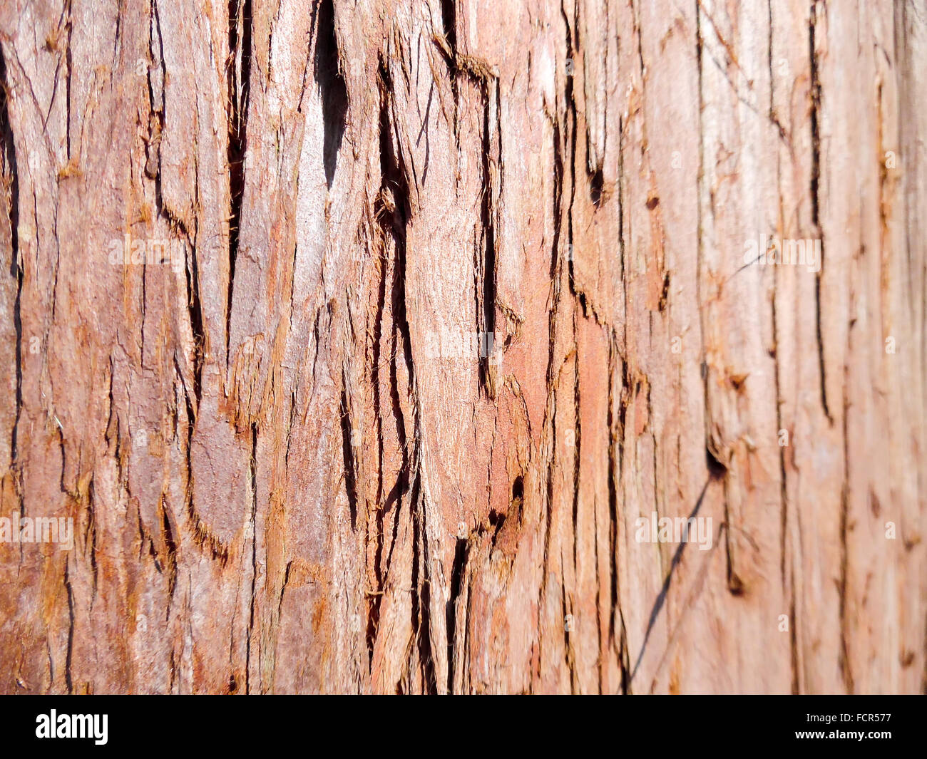 Tree trunk texture Stock Photo - Alamy