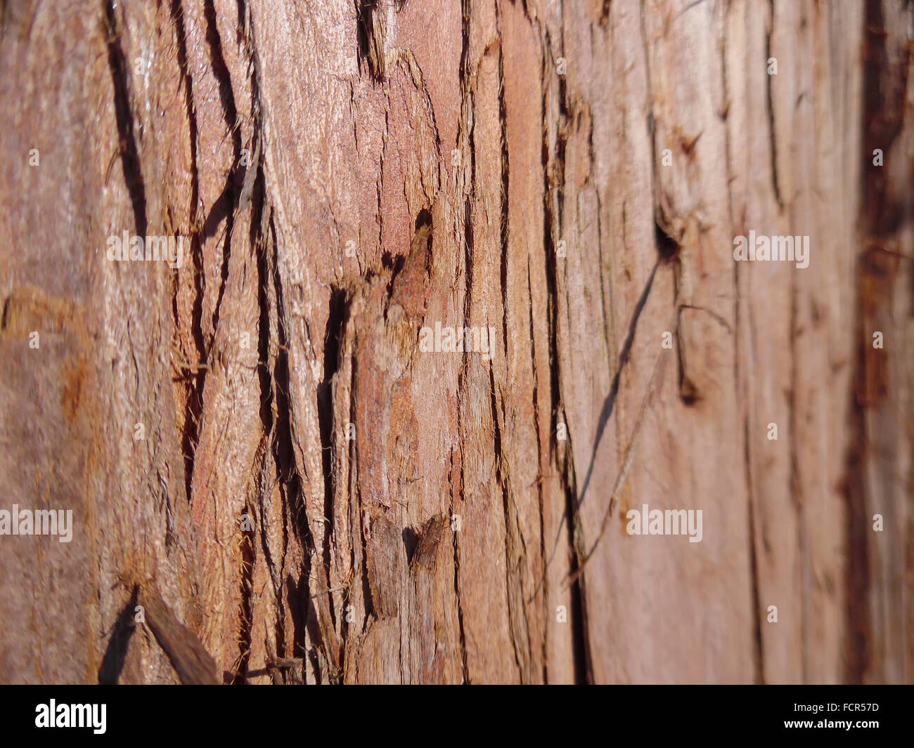 Tree trunk texture Stock Photo - Alamy