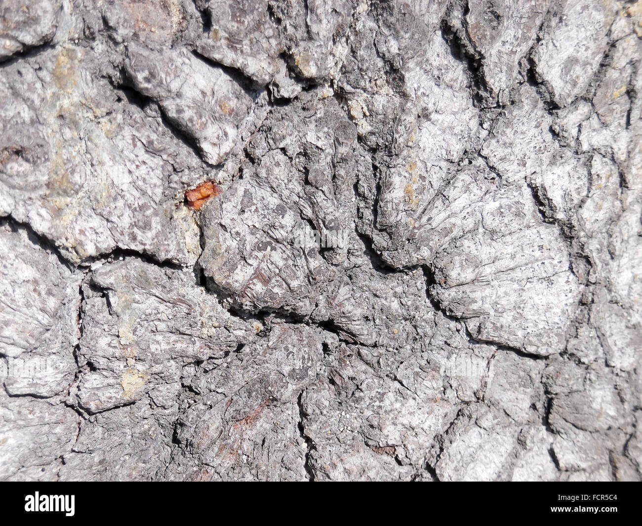 Tree trunk texture Stock Photo - Alamy