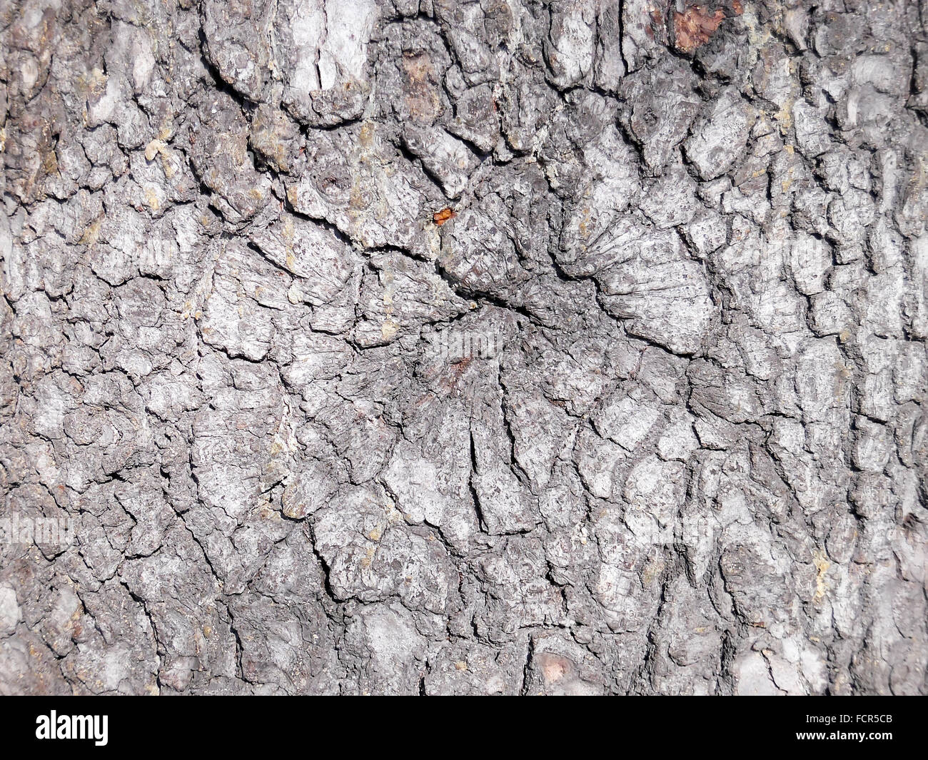Tree trunk texture Stock Photo - Alamy