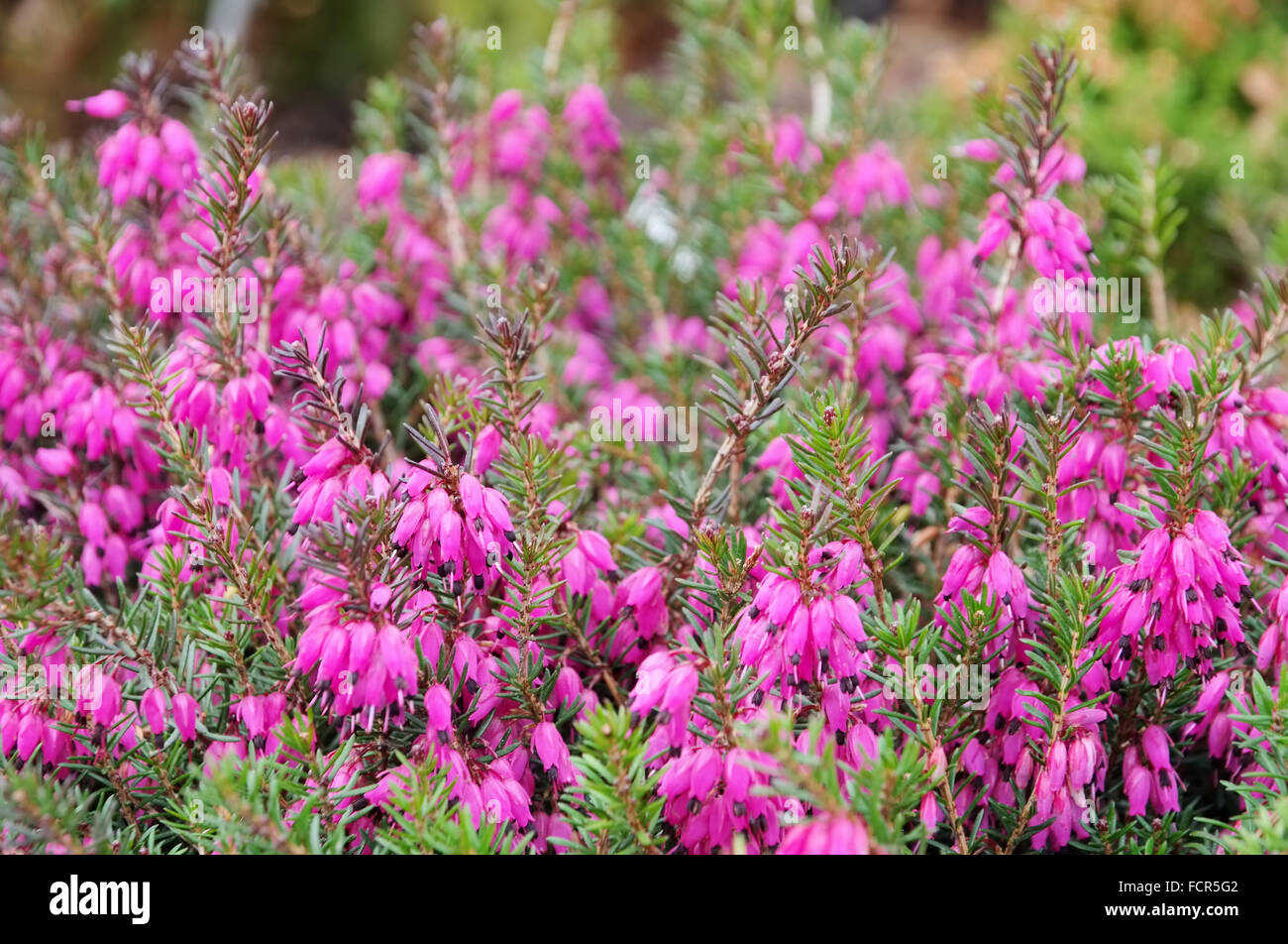 Erica darleyensis heather hi-res stock photography and images - Alamy