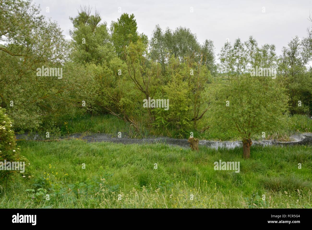 Fen wildlife hi-res stock photography and images - Alamy