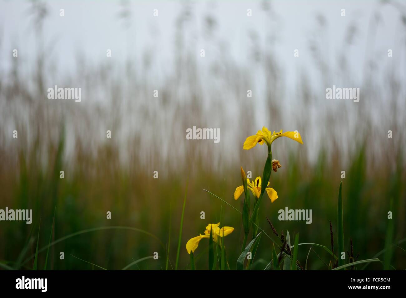 Flag fen hi-res stock photography and images - Alamy
