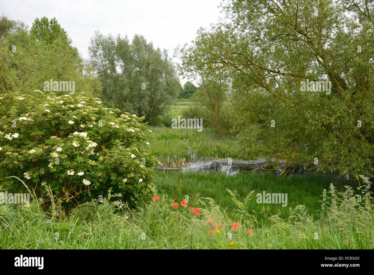 Baston Fen nature reserve. The Lincolnshire Wildlife Trust's fenland ...