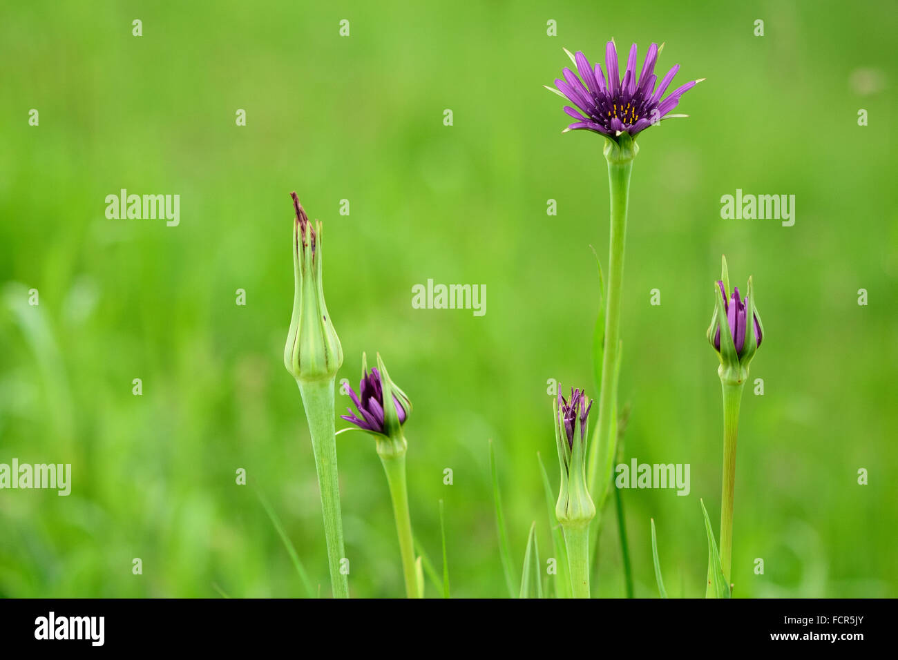 Purple dandelion flower growing in hi-res stock photography and images ...