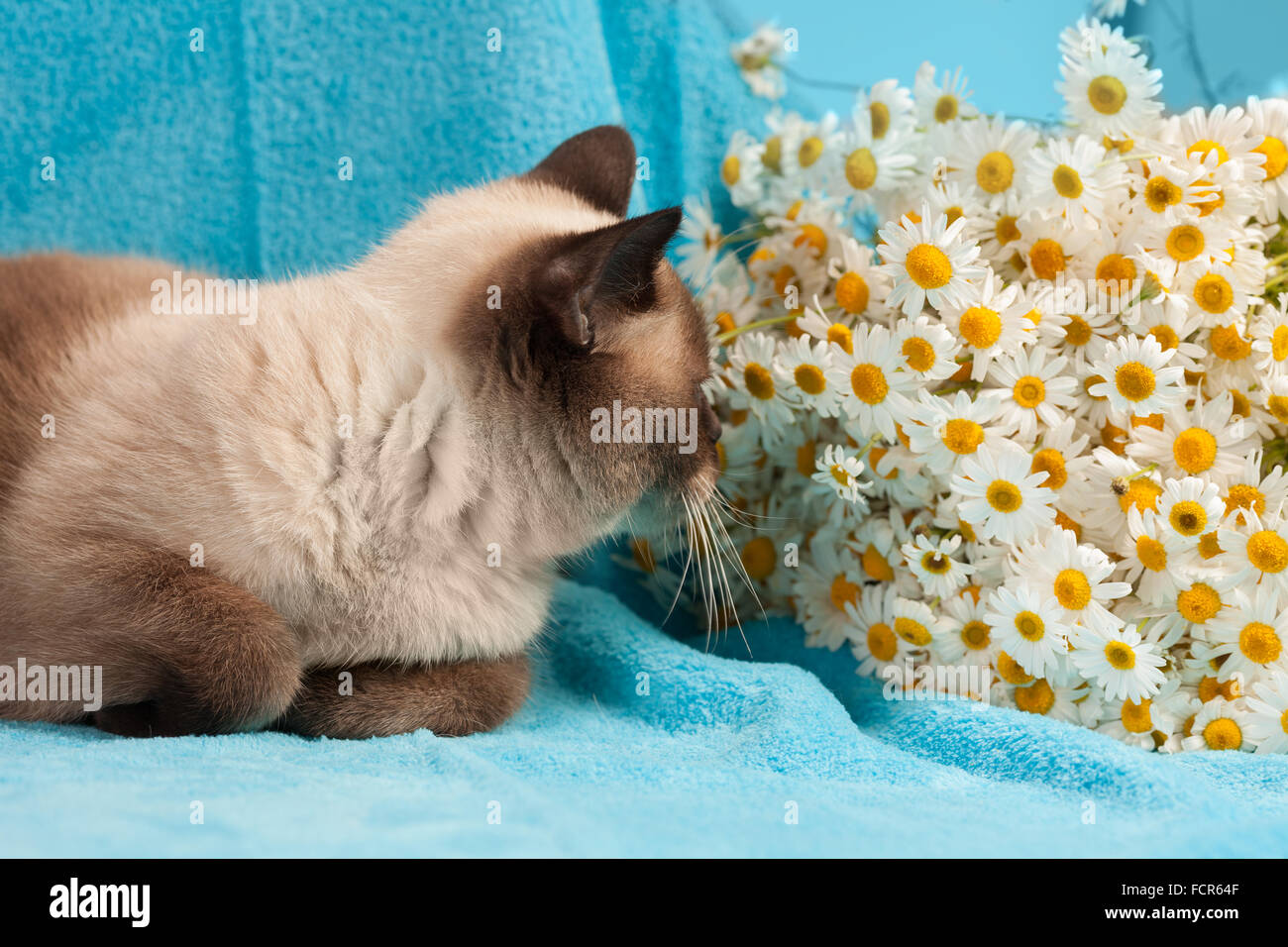 Cat sniffing flowers Stock Photo - Alamy