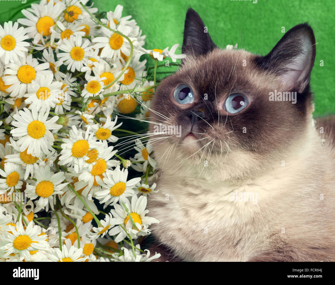 Portrait of cat with flowers Stock Photo - Alamy