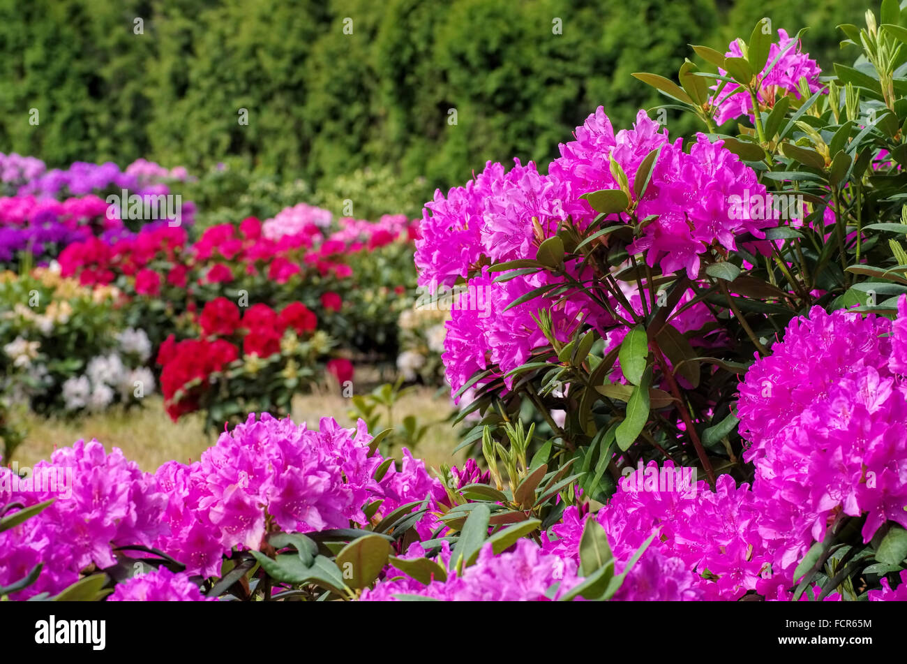 Rhododendron im Frühling - many Rhododendron plants in spring Stock ...