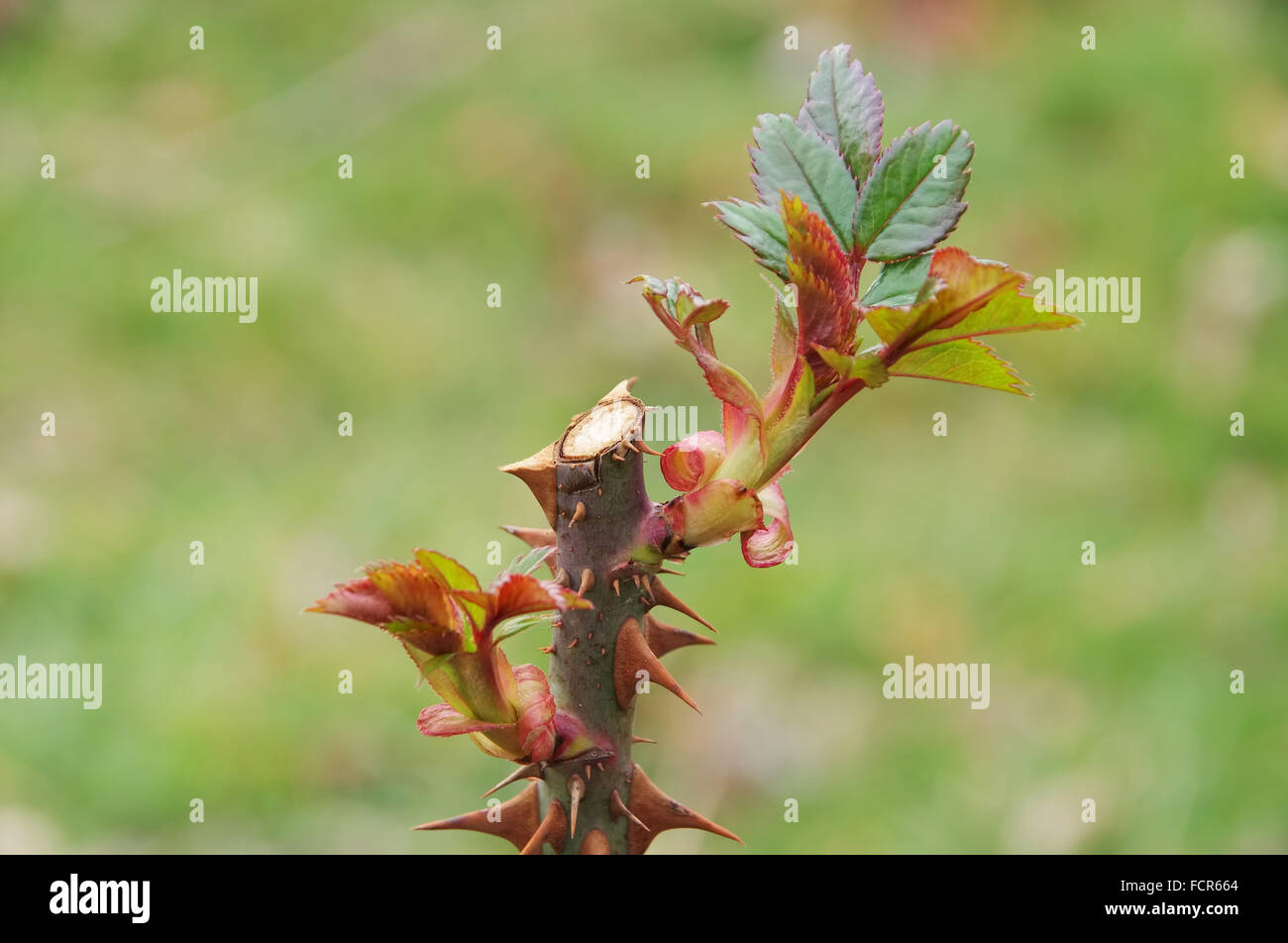 Budding plant hi-res stock photography and images - Alamy