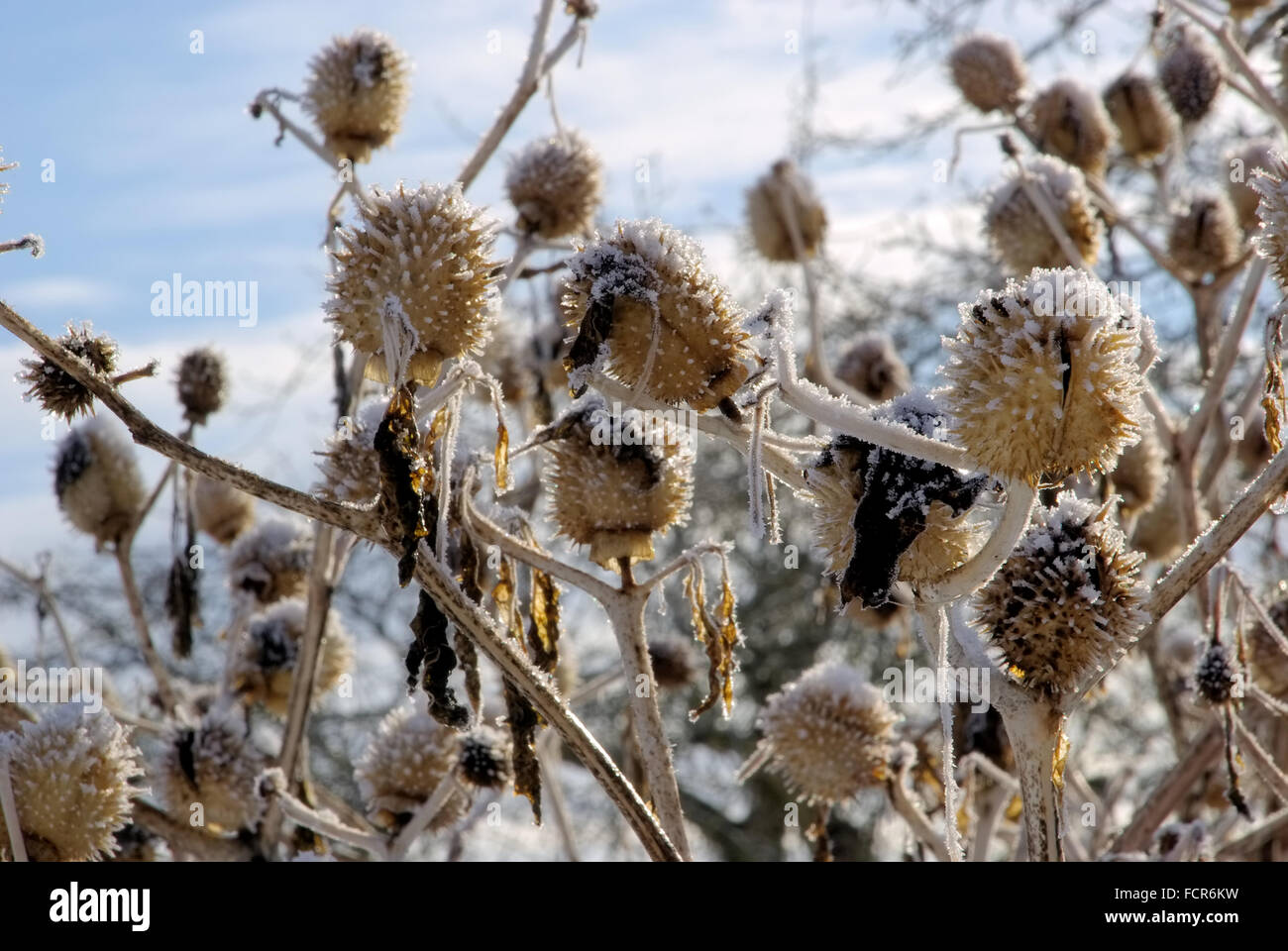 Thorn apple hi-res stock photography and images - Alamy