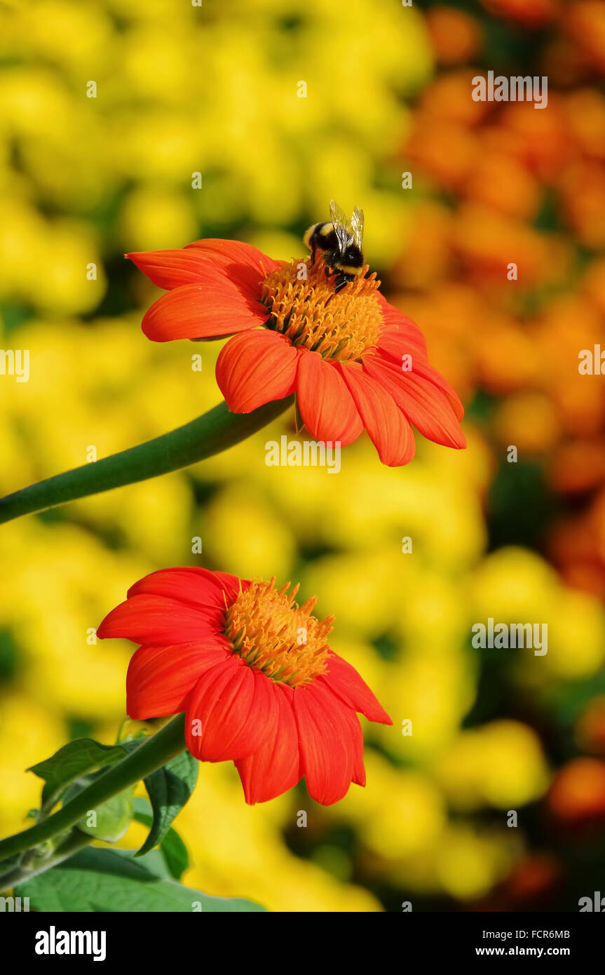 Tithonia rotundifolia hi-res stock photography and images - Alamy