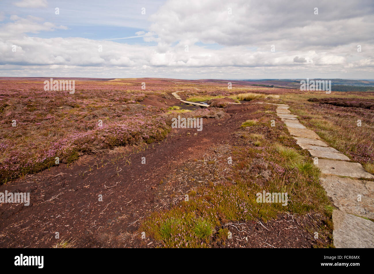 Path leading through the pink heather on the peaty derwent moors, seen ...