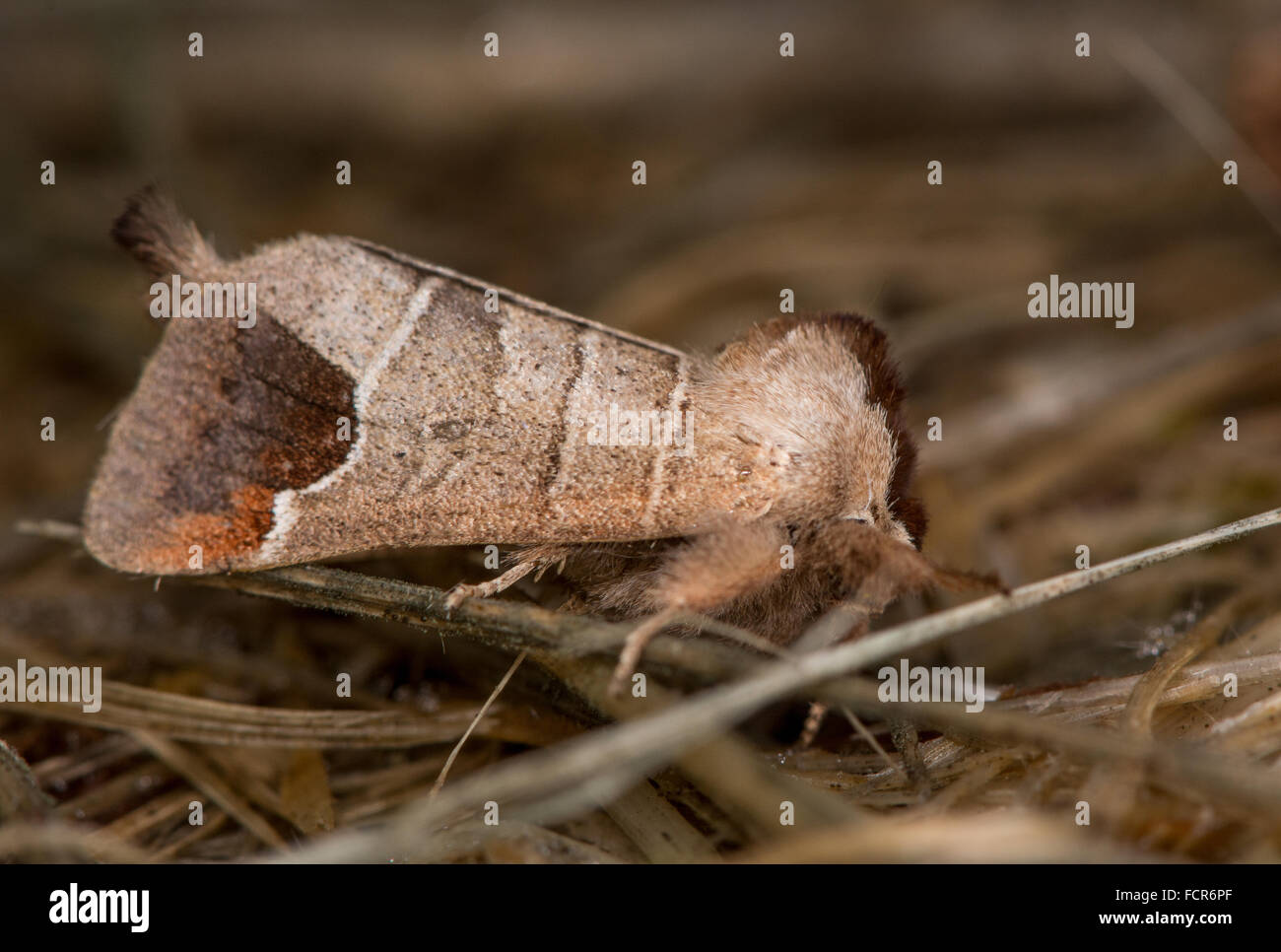 Chocolate tip moth (Clostera curtula). A moth in the family ...