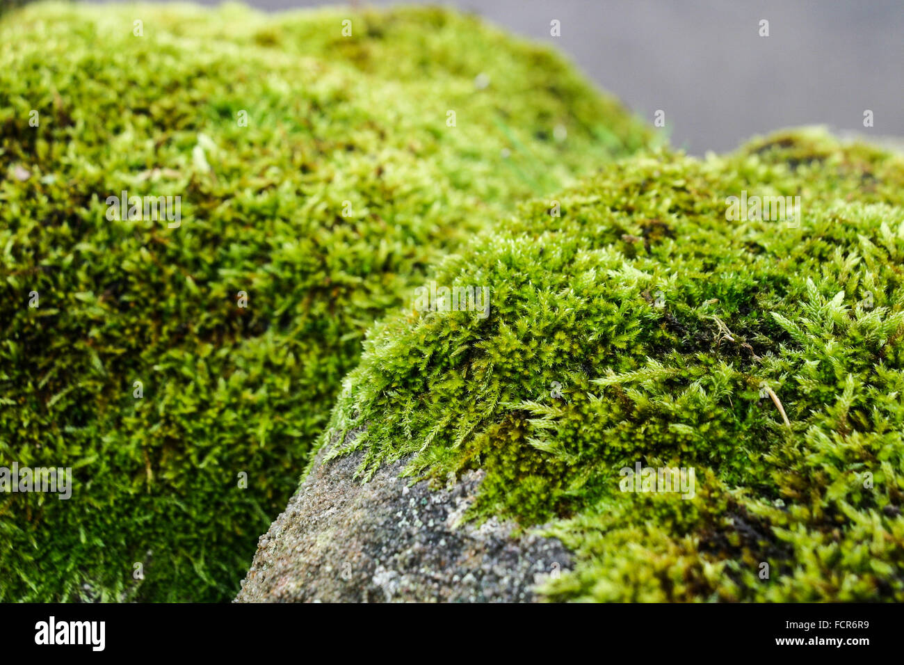Moss covered stones Stock Photo - Alamy