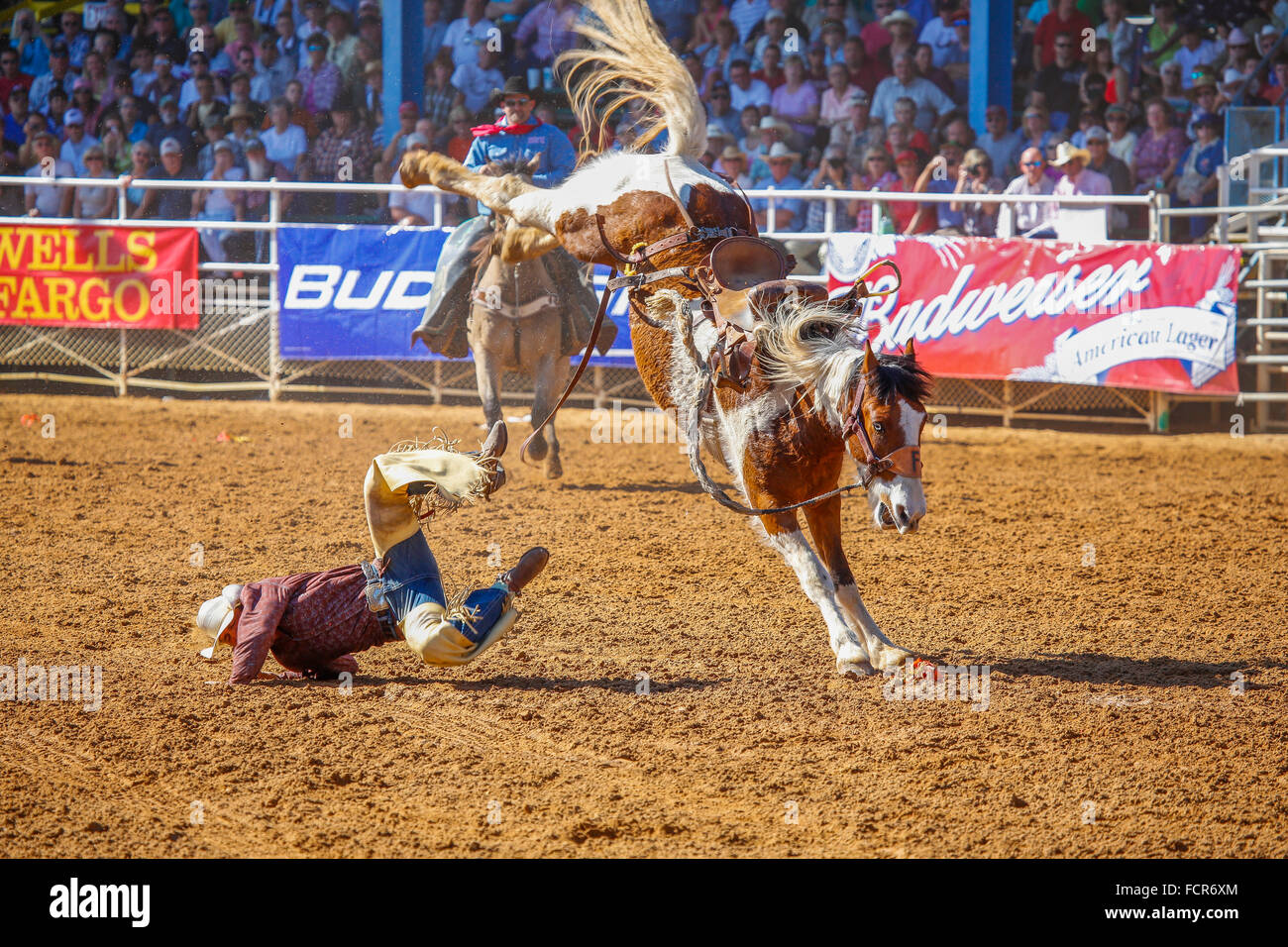Arcadia All-Florida Championship P.R.C.A. Rodeo held in the ...