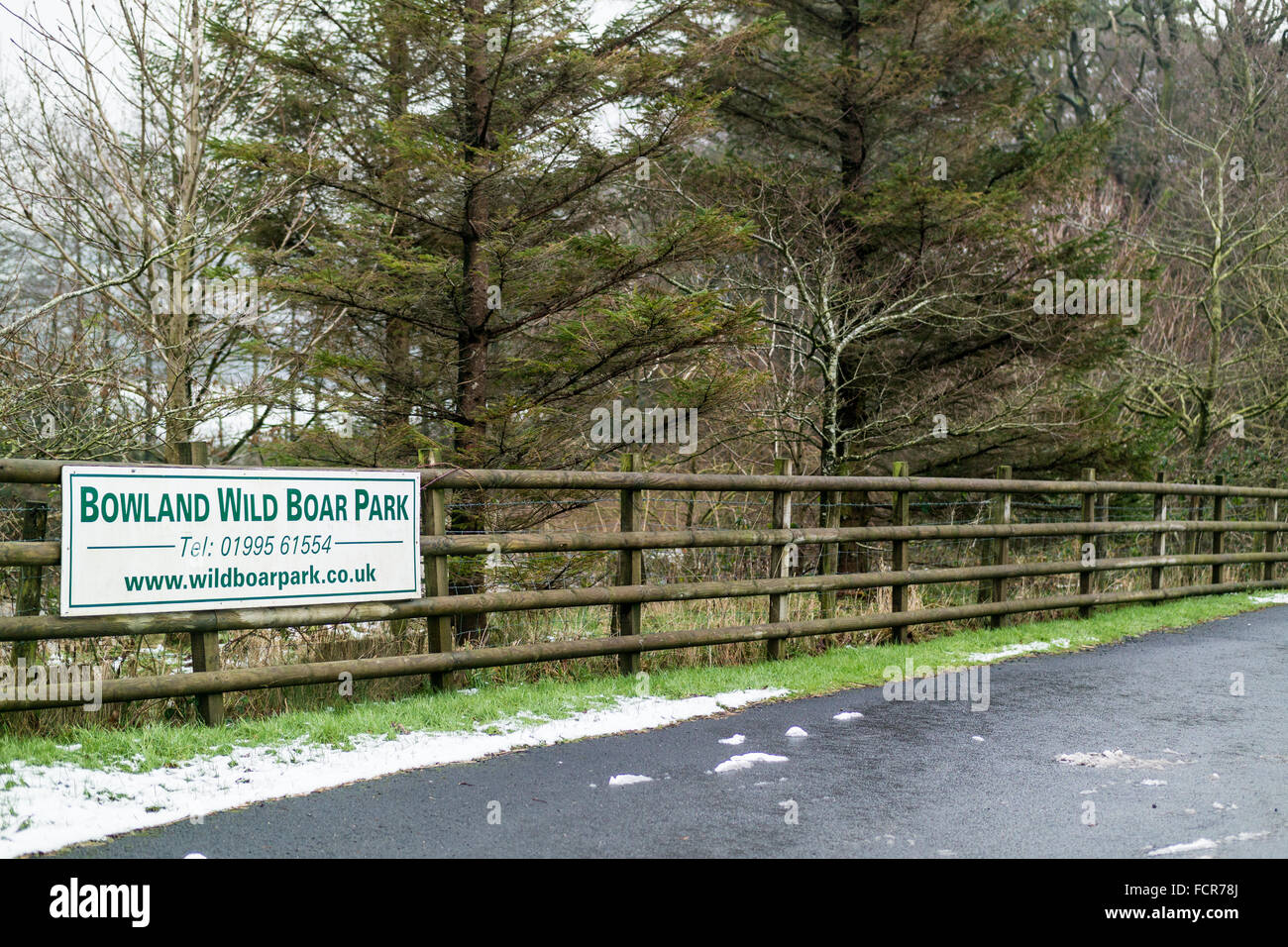 Wild boar park in the Forest of Bowland Stock Photo - Alamy