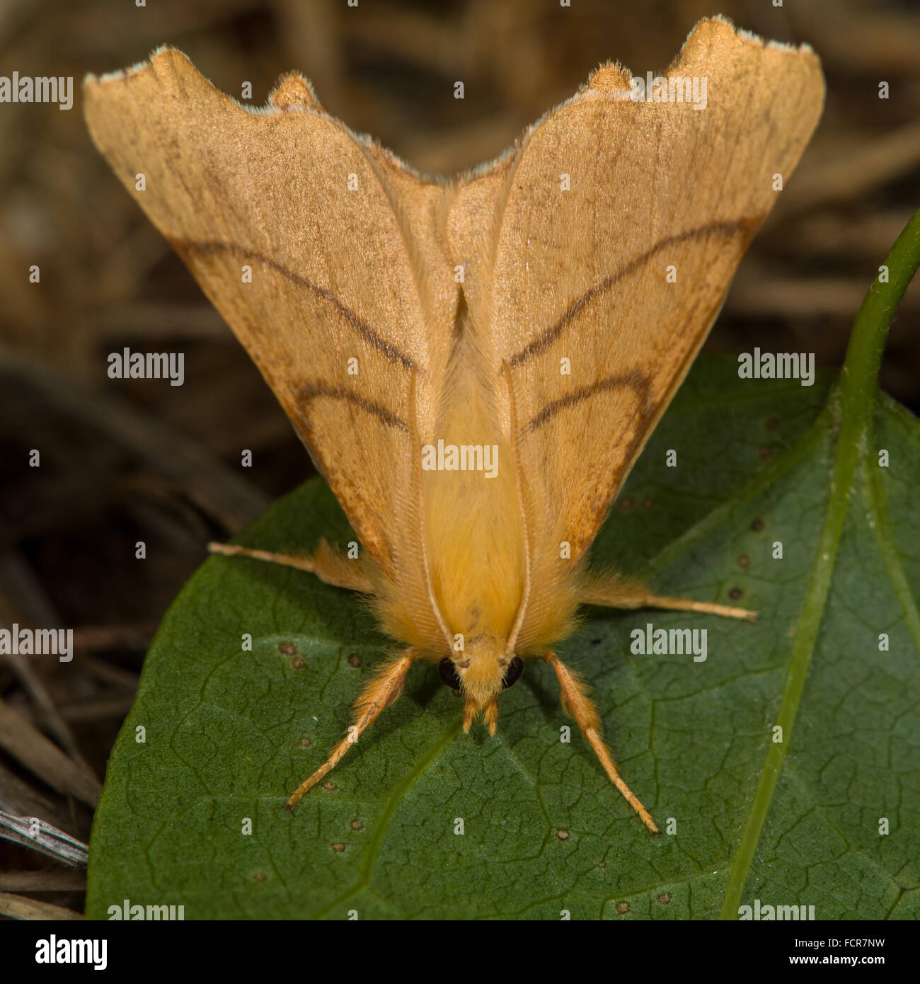 September Thorn Moth High Resolution Stock Photography and Images - Alamy