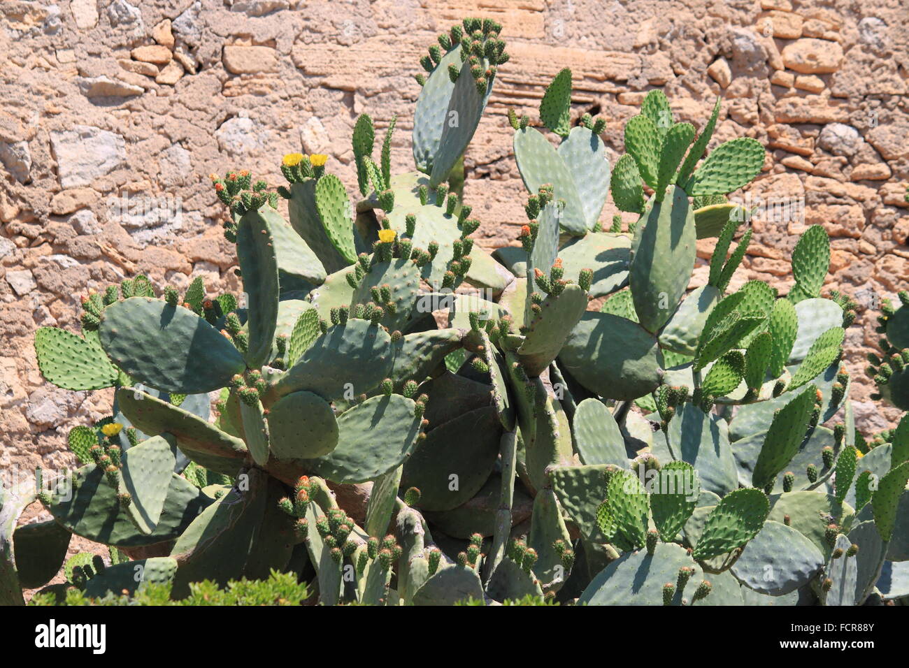Opuntia ficus indica, also called Nopal, Indian fig opuntia and Prickly ...
