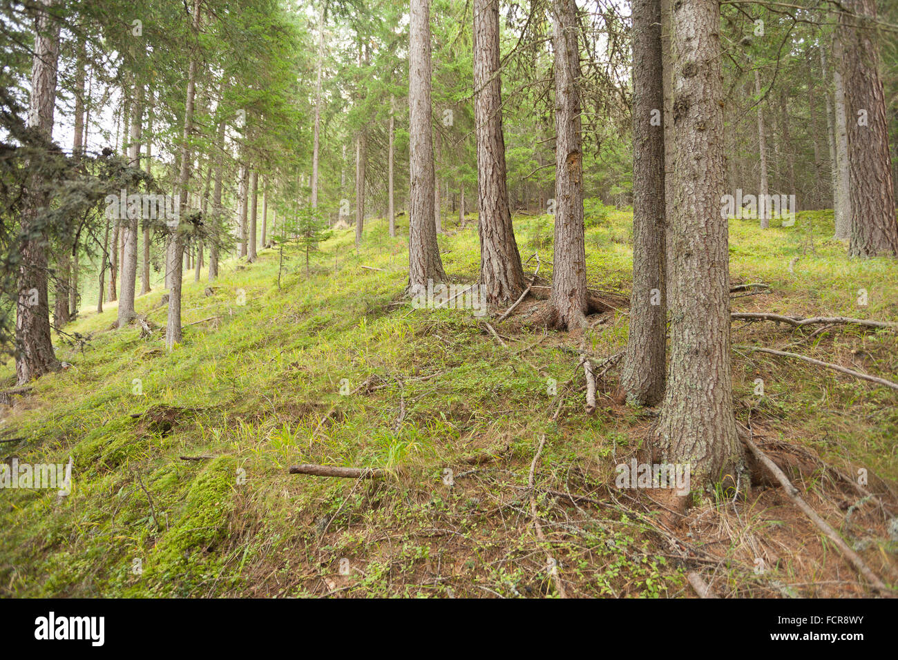 Inside a typical forest of the Italian Alps Stock Photo - Alamy