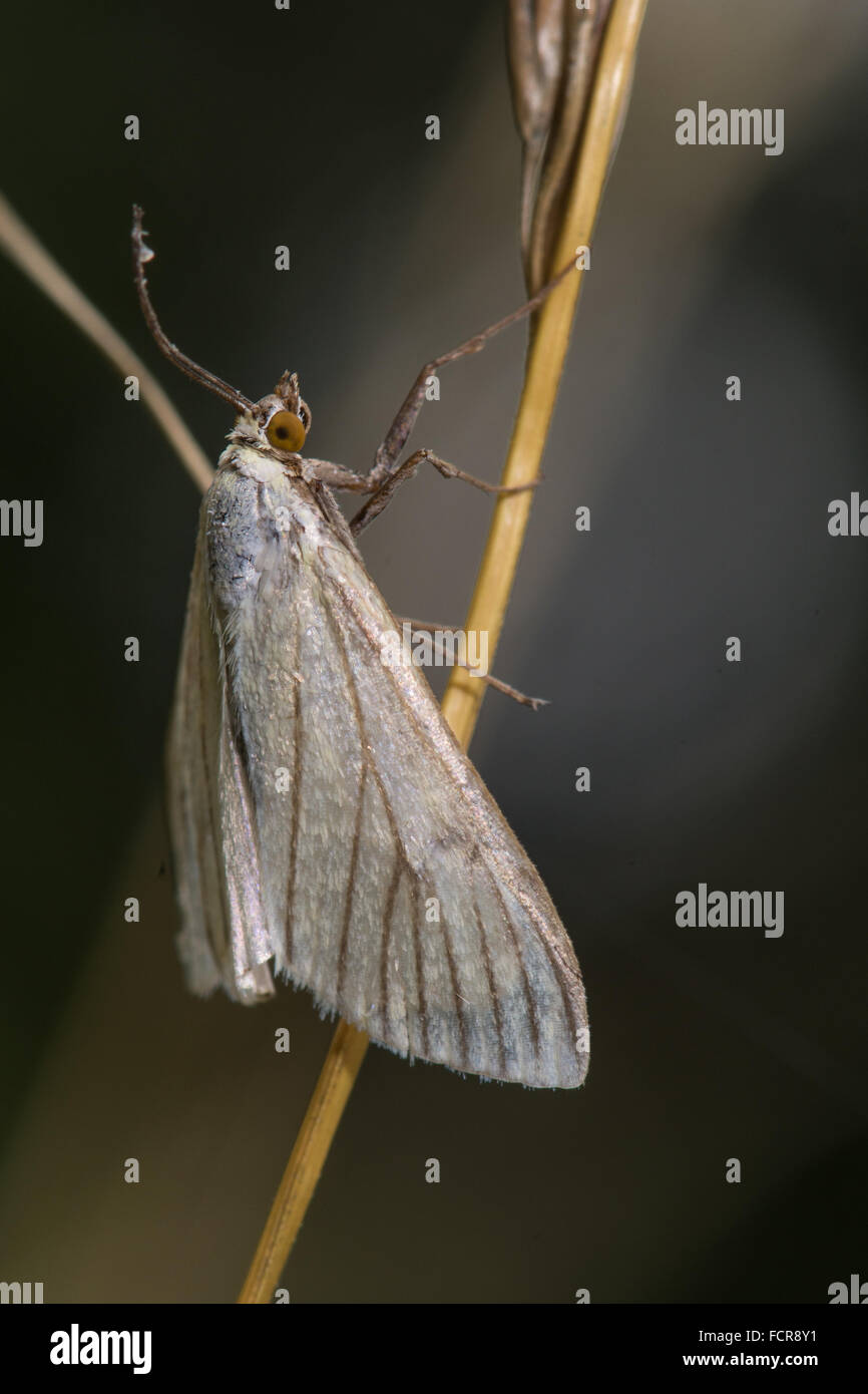 Sitochroa palealis micro moth. A white micro moth in the family ...