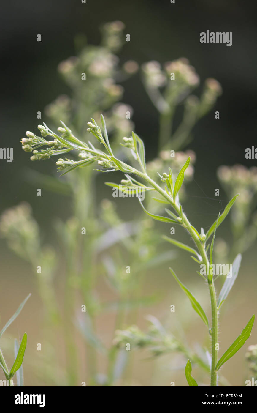 Canadian fleabane (Conyza canadensis). A species of waste ground in the ...