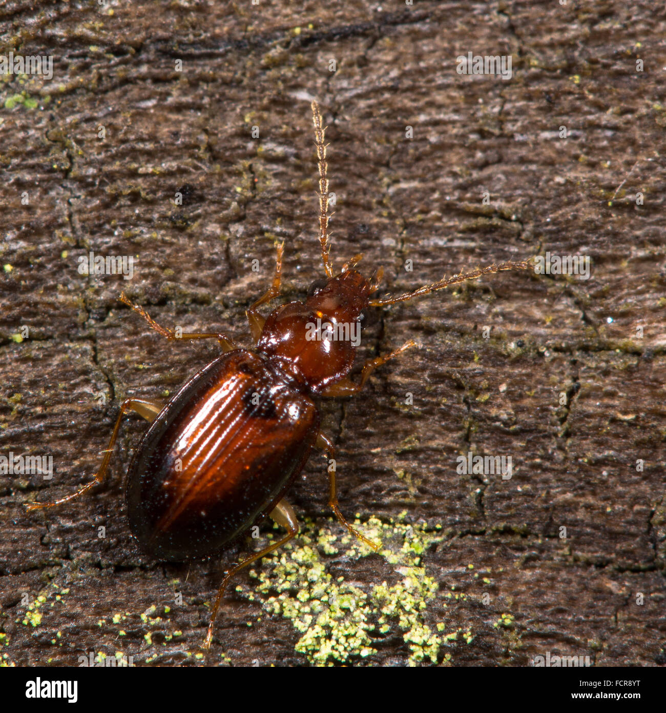 Harpaloides hi-res stock photography and images - Alamy