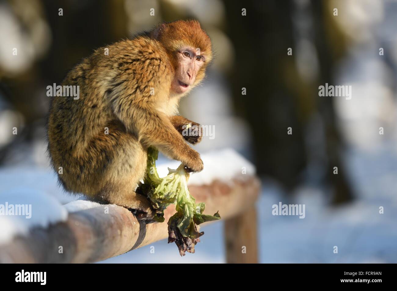 Barbary macaque in enclosure hi-res stock photography and images - Alamy