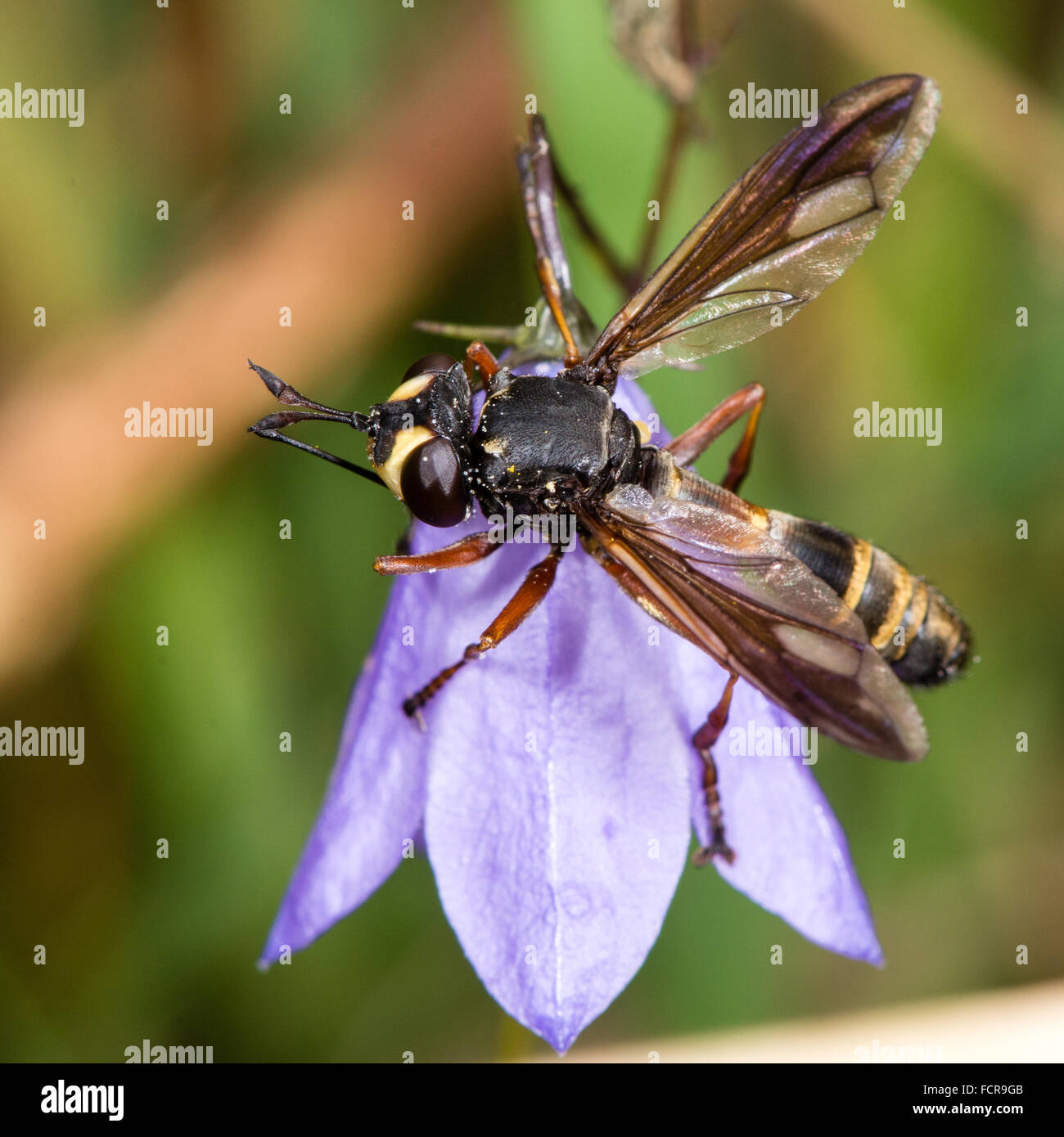 Conopid fly Physocephala rufipes. A member of the striking family ...
