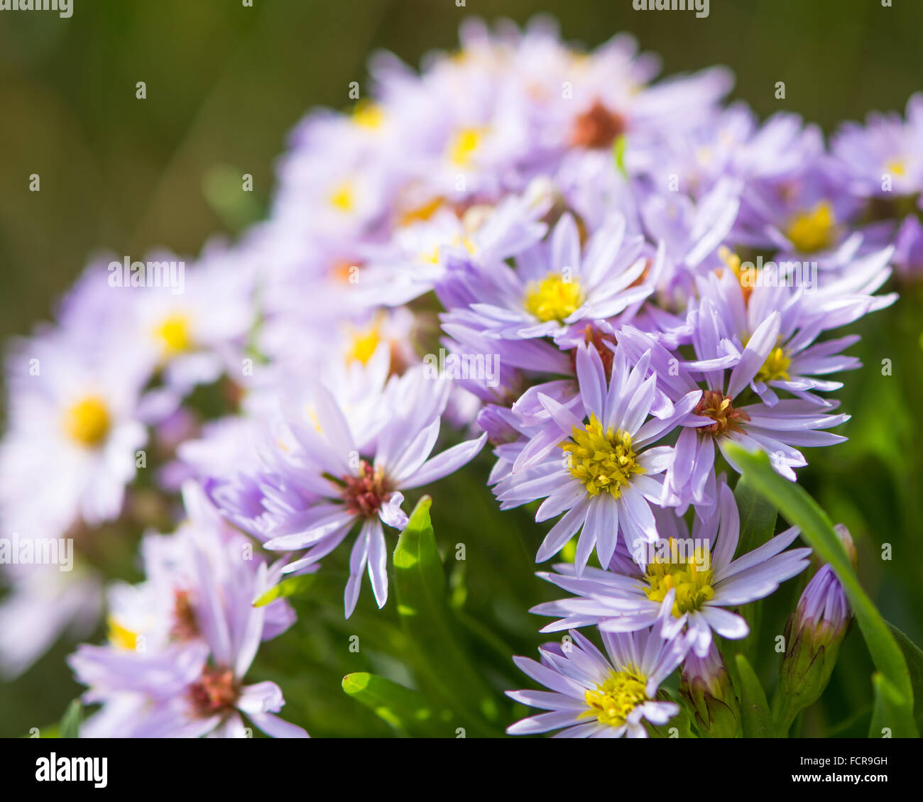 Sea Aster Plant