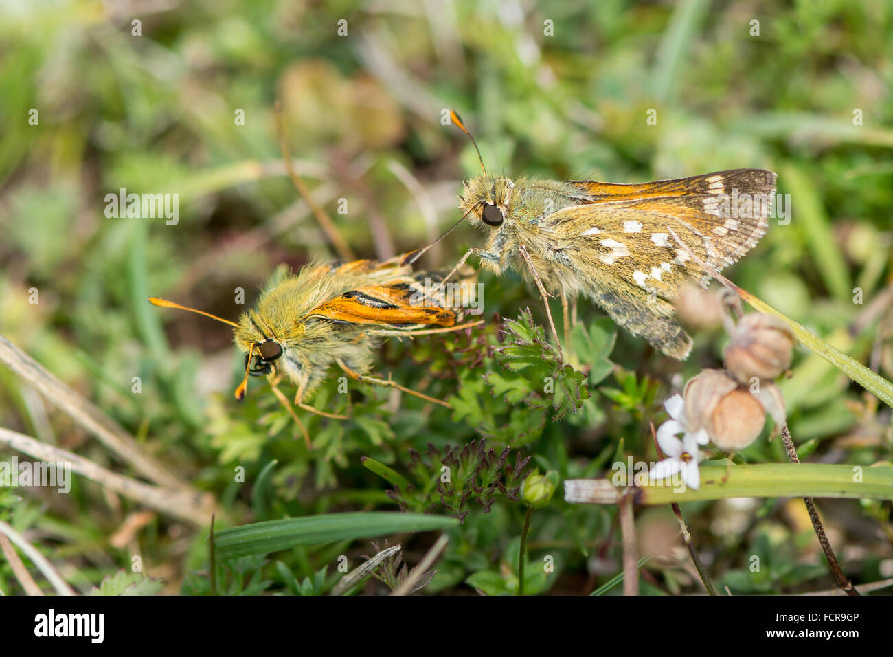 Silver-spotted skipper (Hesperia comma) pair territorial dispute. A ...
