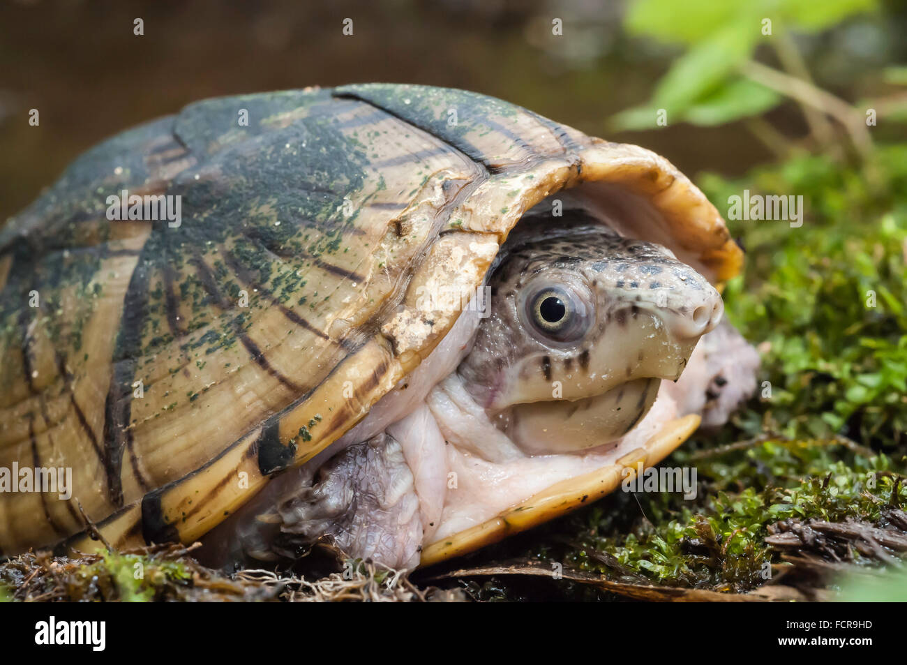 Loggerhead musk turtle, Sternotherus minor, native to southeastern ...