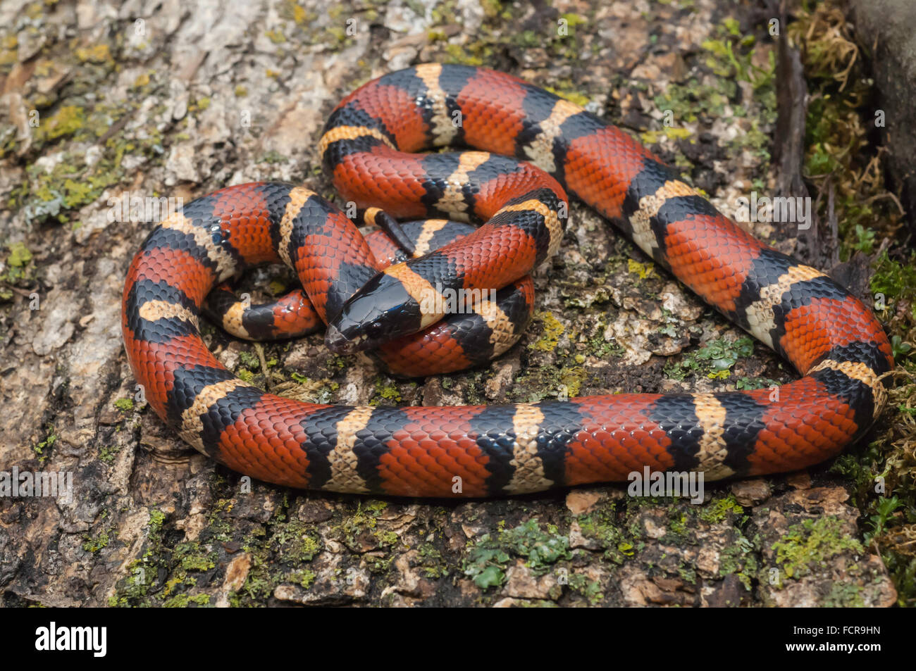 Lampropeltis triangulum annulata hi-res stock photography and images ...