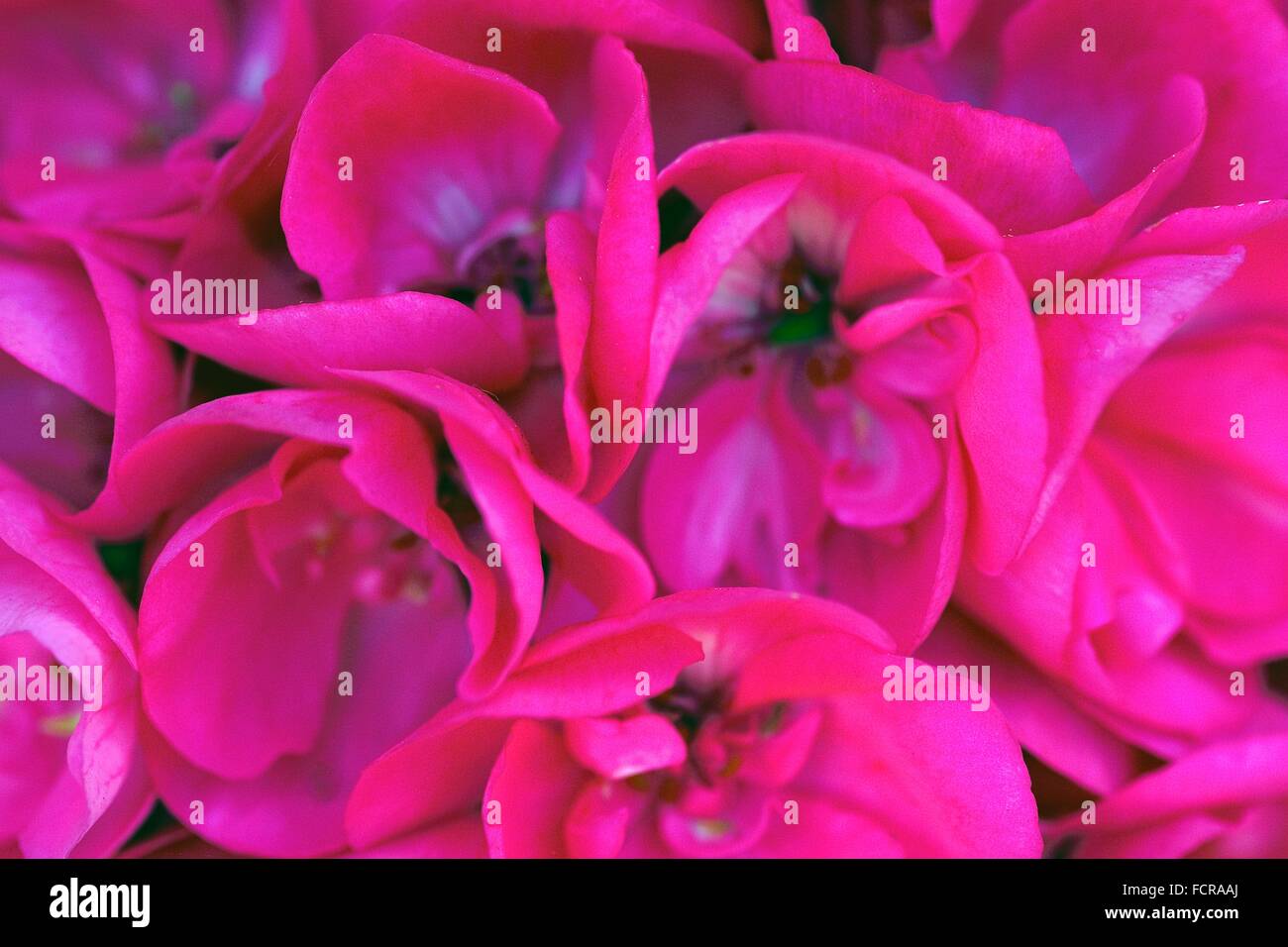 Spider Geranium Stock Photos & Spider Geranium Stock Images - Alamy