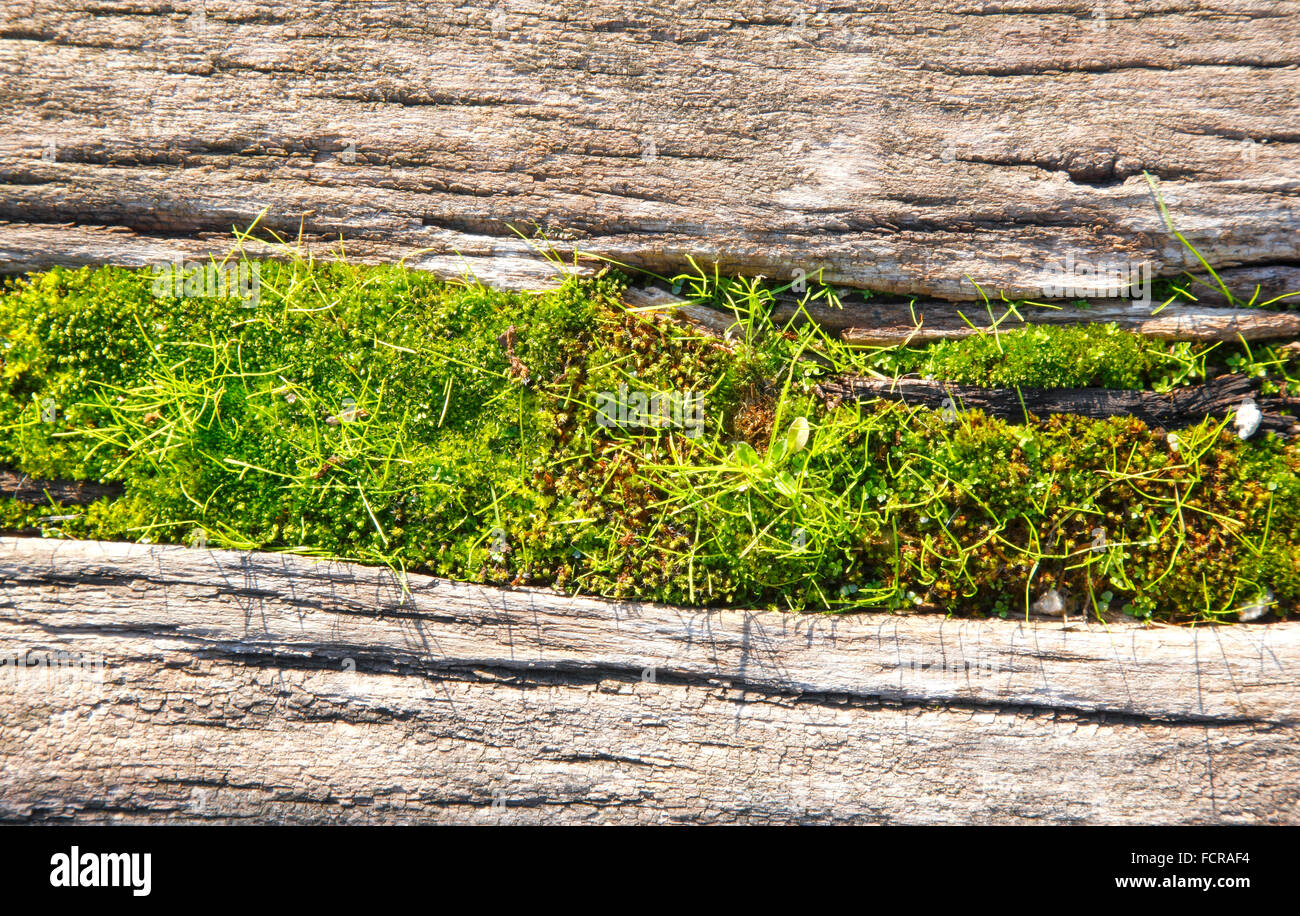 Wooden background with green moos Stock Photo - Alamy