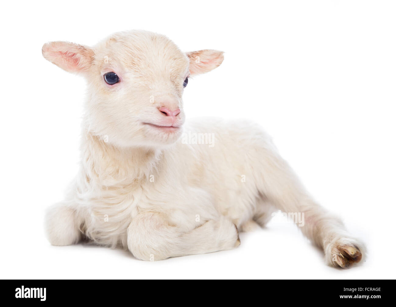 Baby sheep sitting hi-res stock photography and images - Alamy