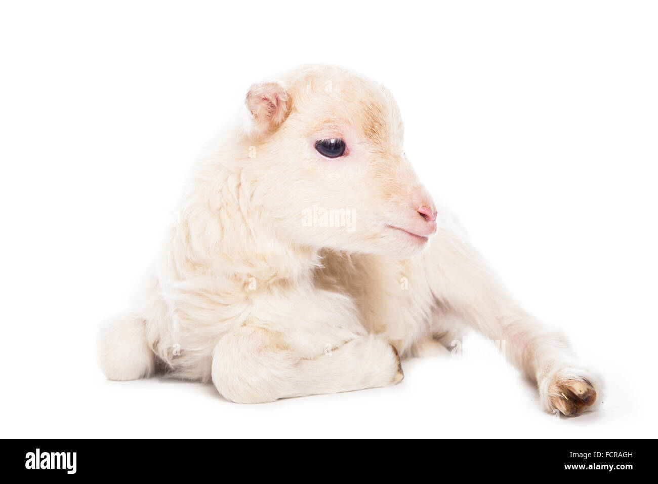 Baby sheep sitting hi-res stock photography and images - Alamy