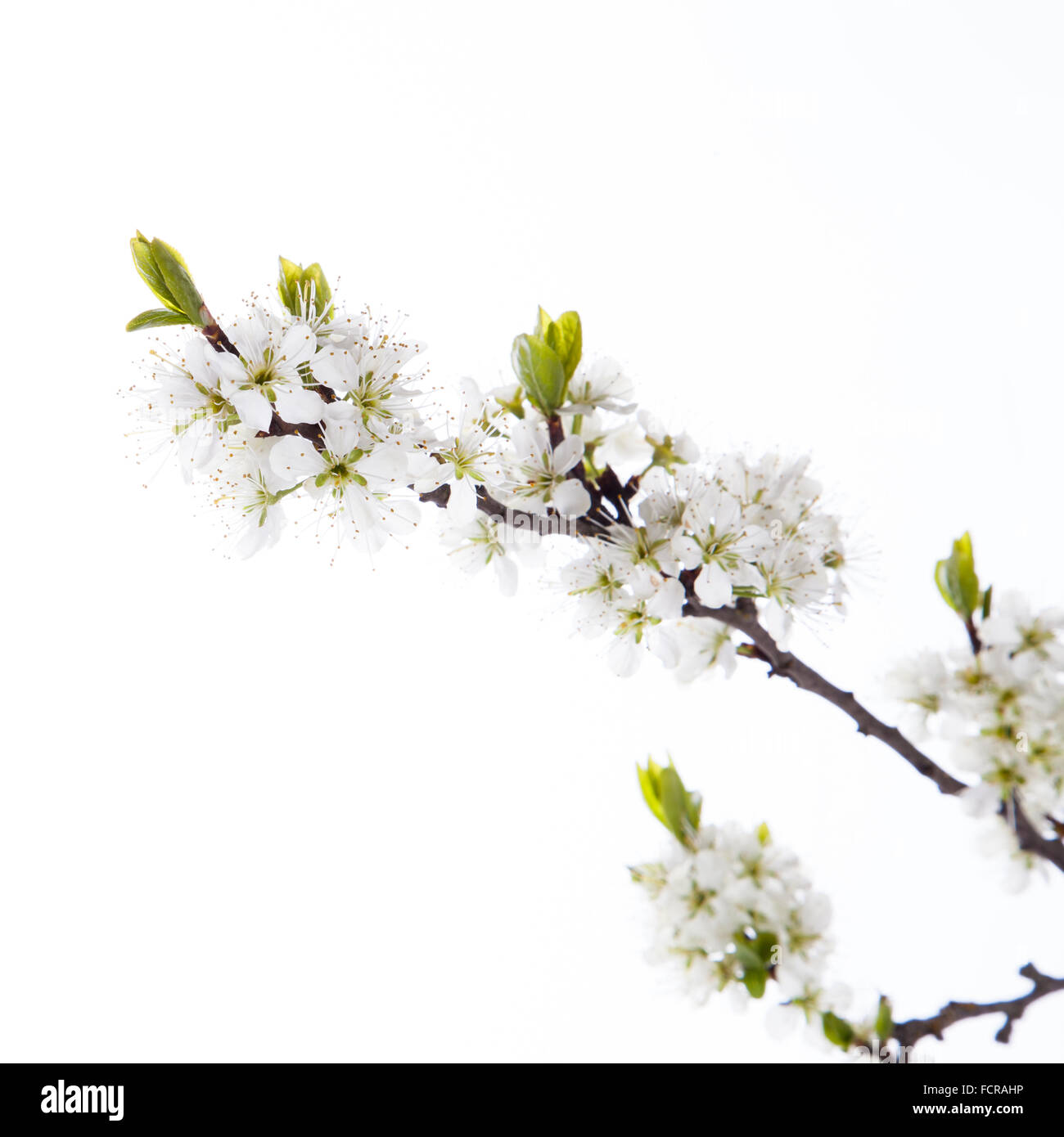 Close up japanese cherry Cut Out Stock Images & Pictures - Alamy
